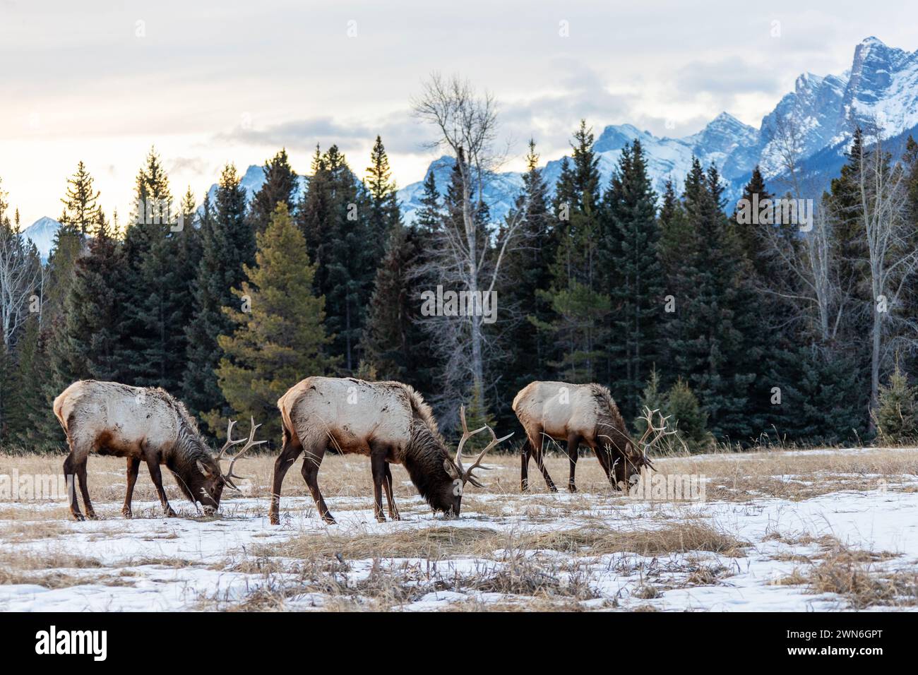 Elk herd grazing in snowy hi-res stock photography and images - Alamy