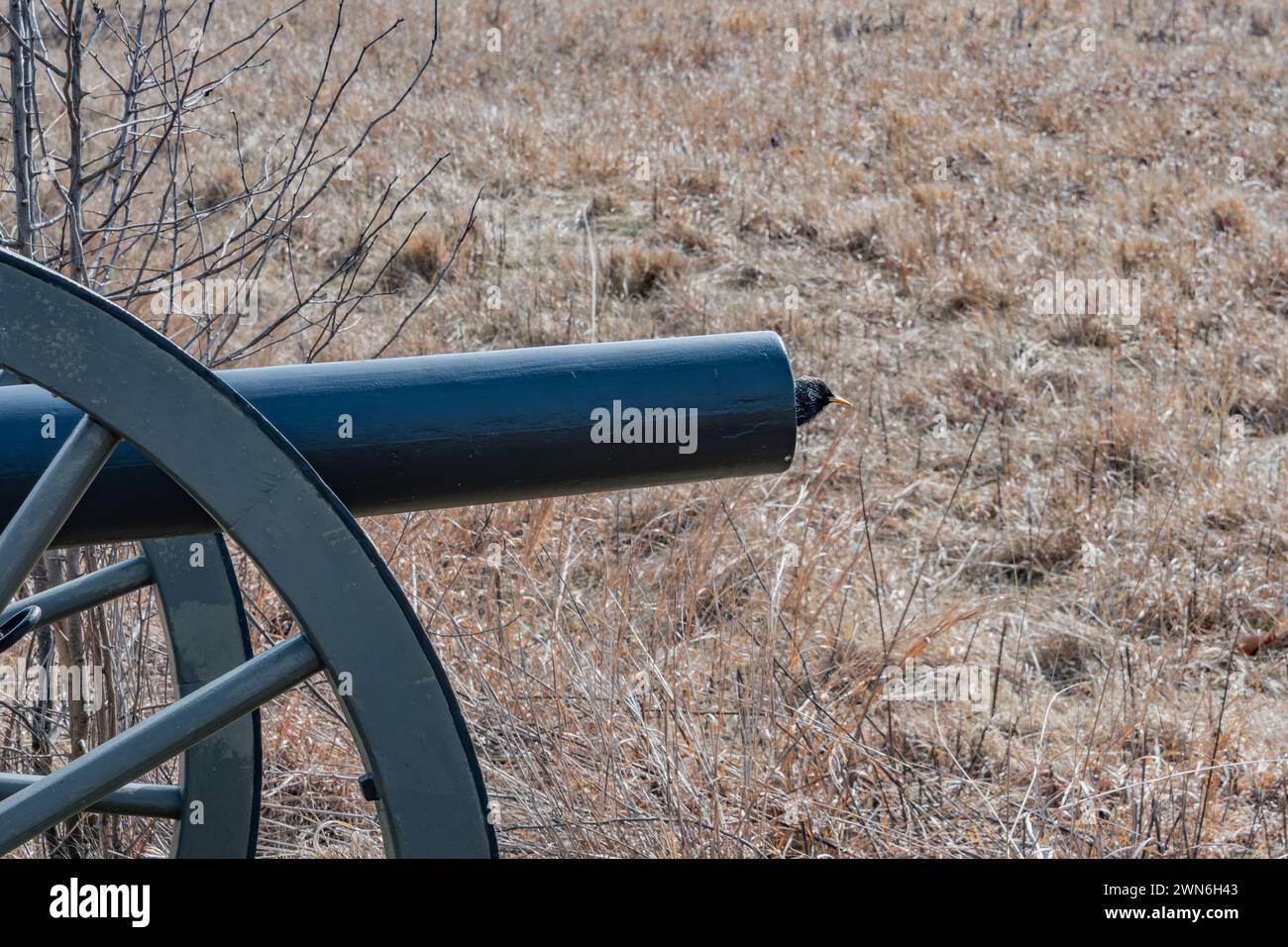 Military starling hi-res stock photography and images - Alamy