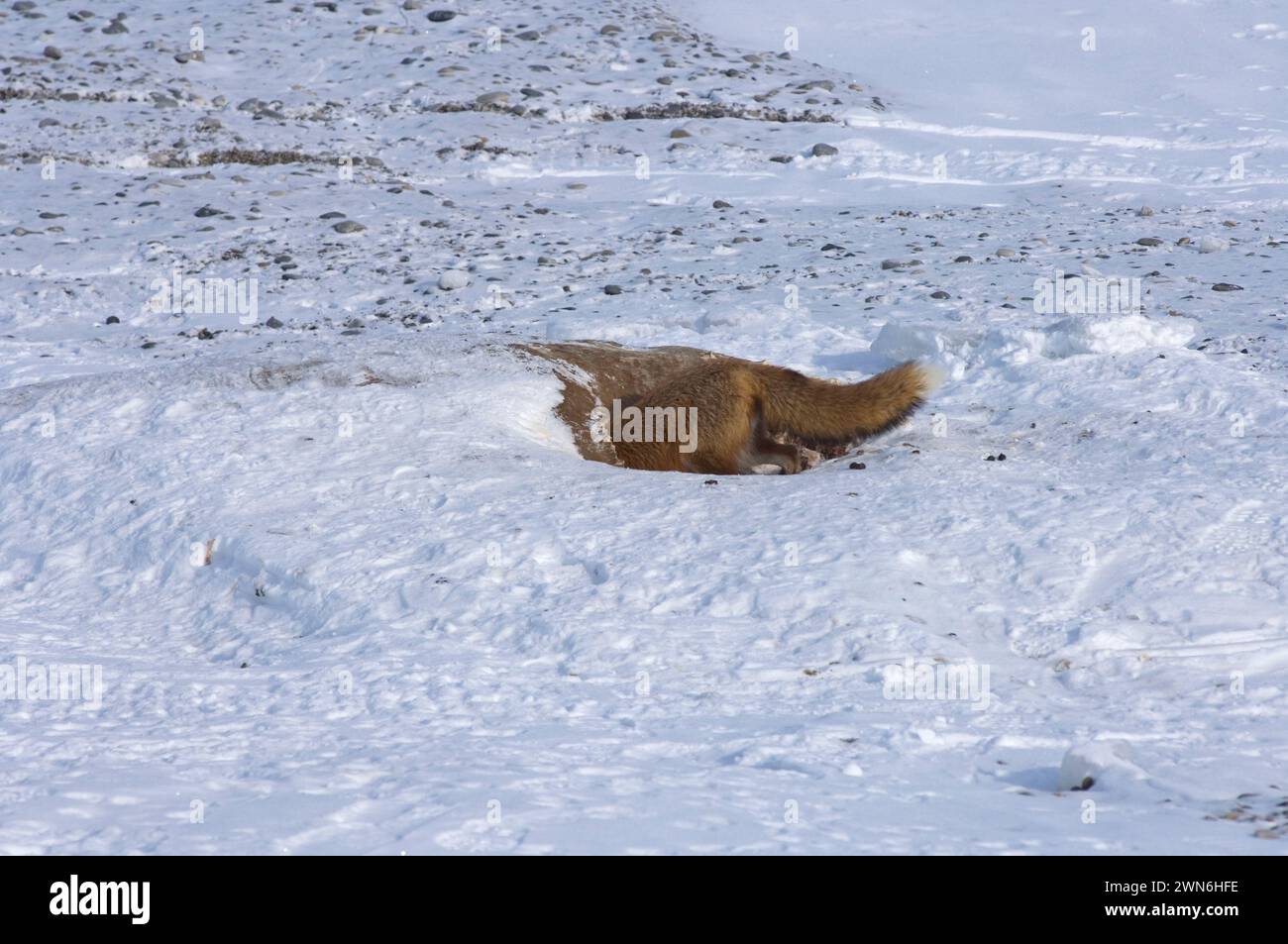 Cape Lisburne area red fox scavenging on walrus western corner of the ...