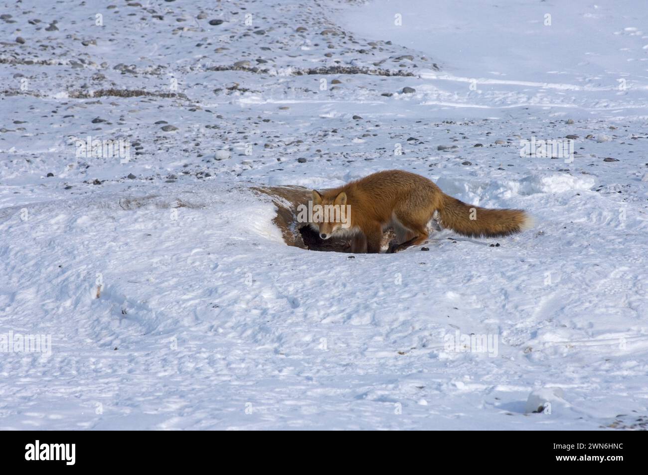 Cape Lisburne area red fox scavenging on walrus western corner of the ...