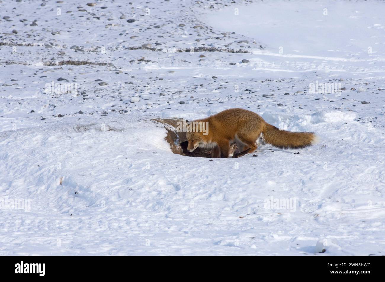 Cape Lisburne area red fox scavenging on walrus western corner of the ...