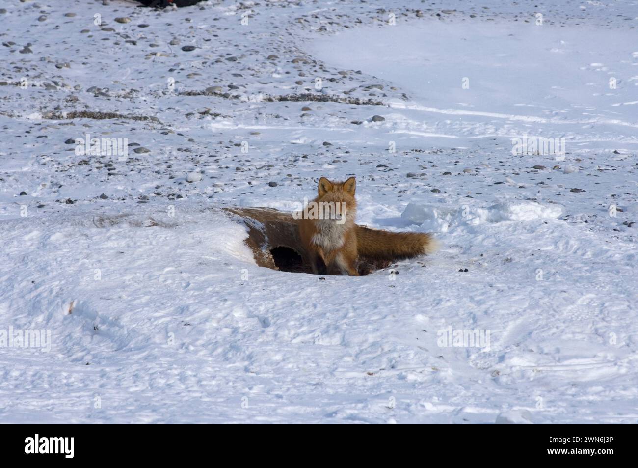 Cape Lisburne area red fox scavenging on walrus western corner of the ...