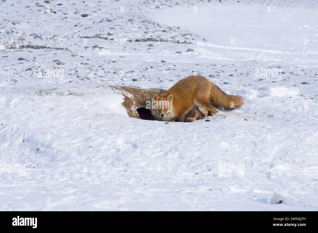 Cape Lisburne area red fox scavenging on walrus western corner of the ...