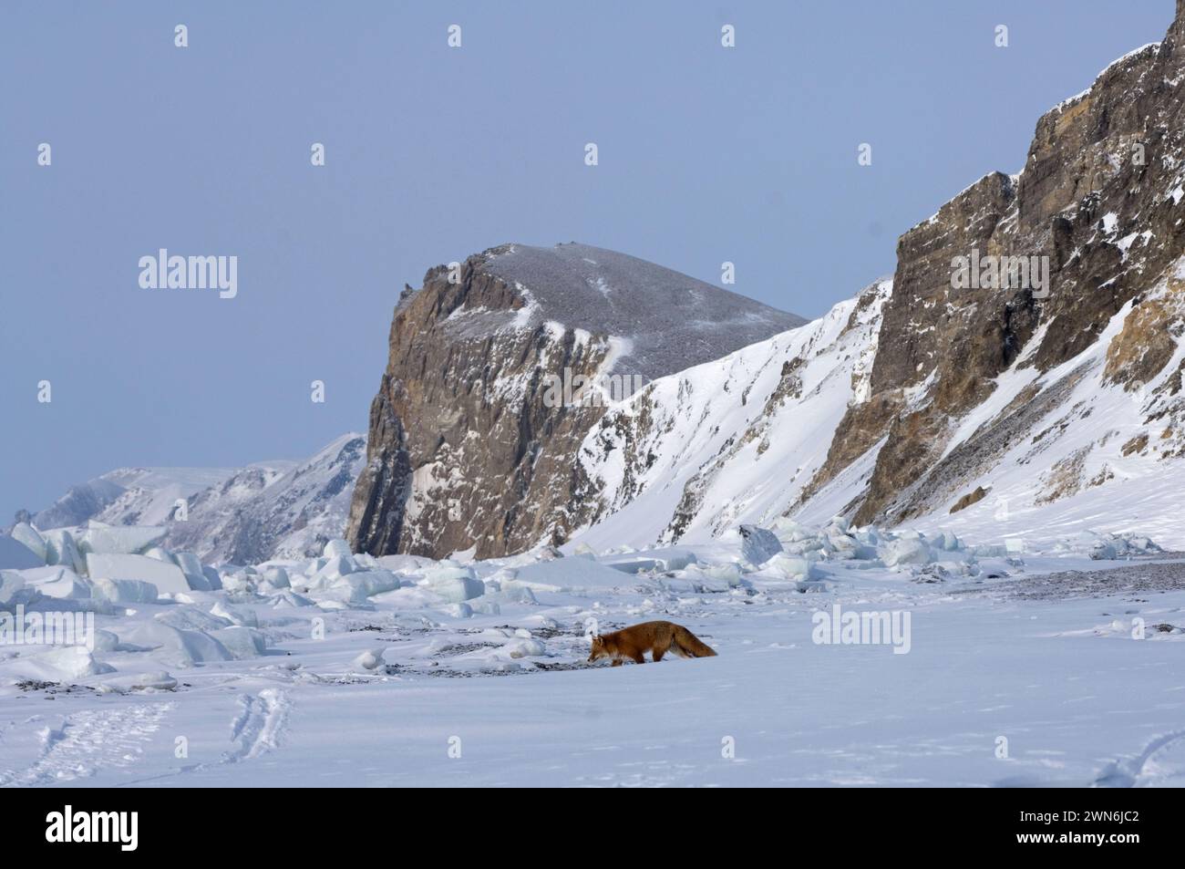 Cape Lisburne area red fox scavenging on walrus western corner of the ...