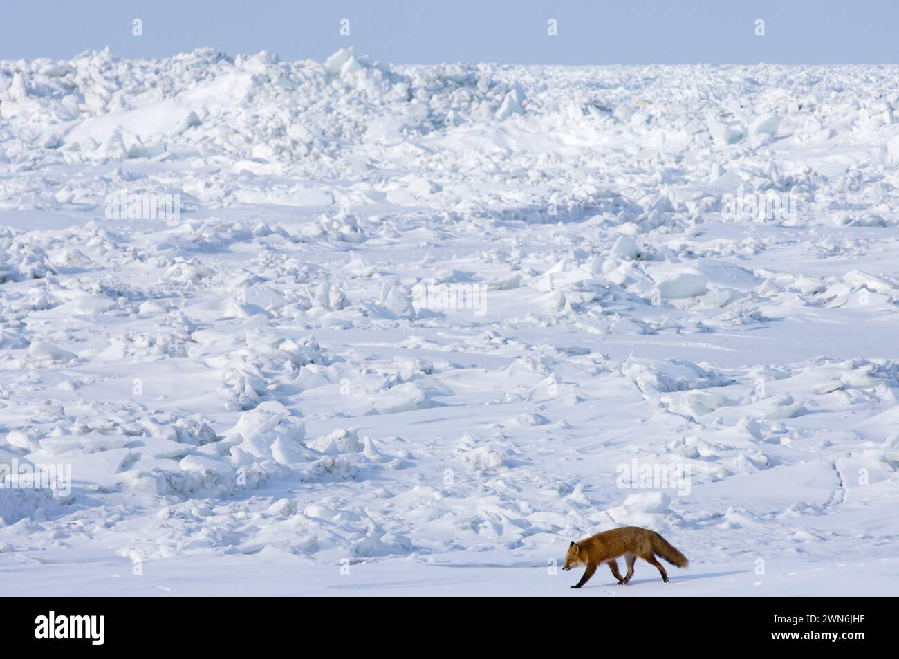 Cape Lisburne area red fox scavenging on walrus western corner of the ...