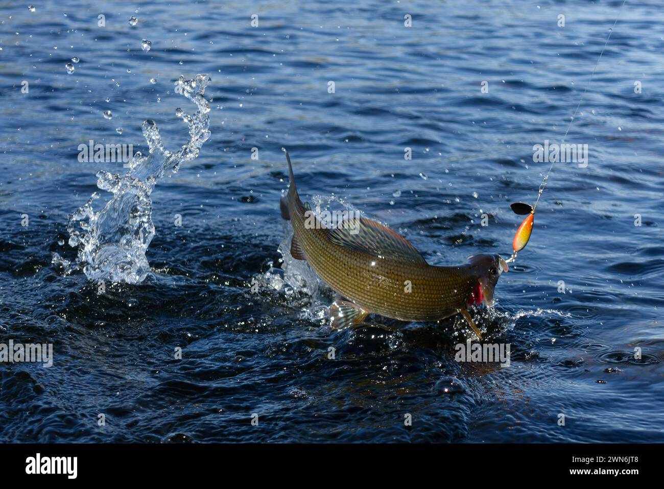 Hooked grayling jumping and fighting in an Arctic river caught with ...