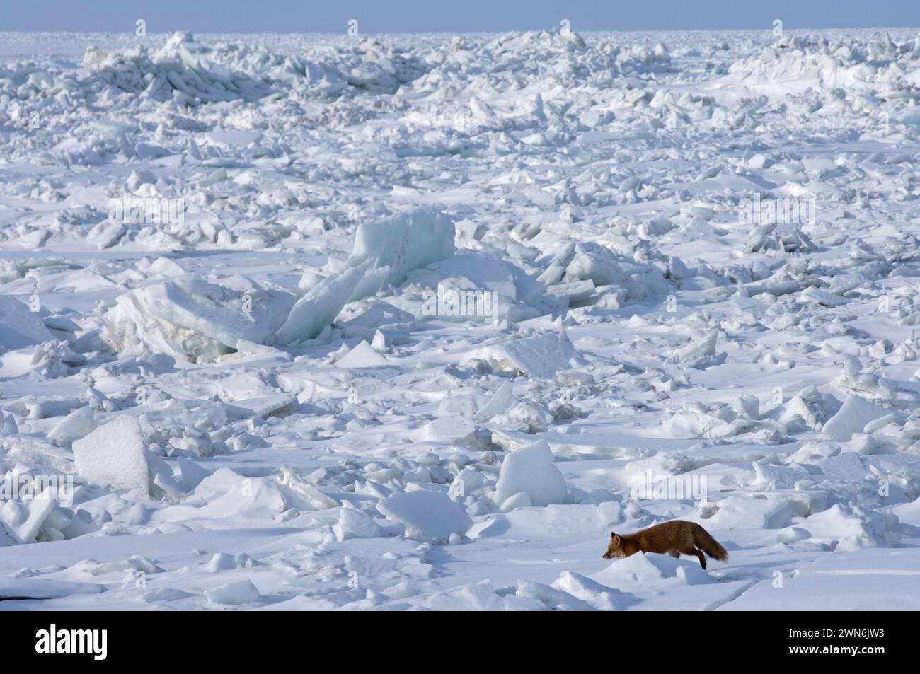 Cape Lisburne area red fox scavenging on walrus western corner of the ...