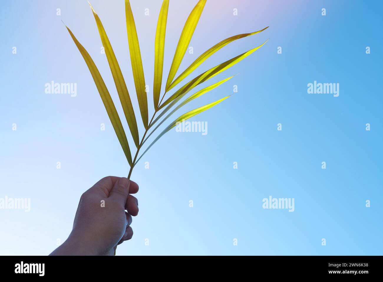 Human hand holding palm leaves in clear blue sky. Summer, tropical and ...