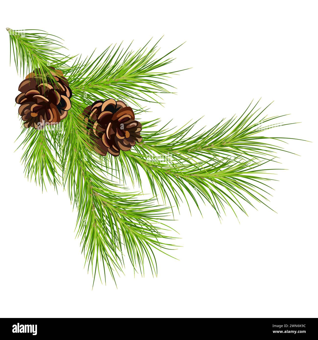 Pine tree cone realistic Cut Out Stock Images & Pictures - Alamy
