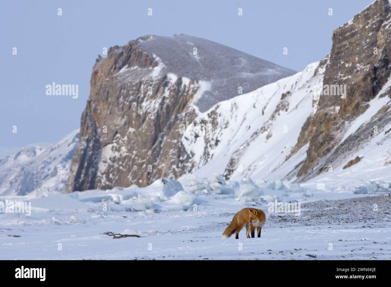 Cape Lisburne area red fox scavenging on walrus western corner of the ...