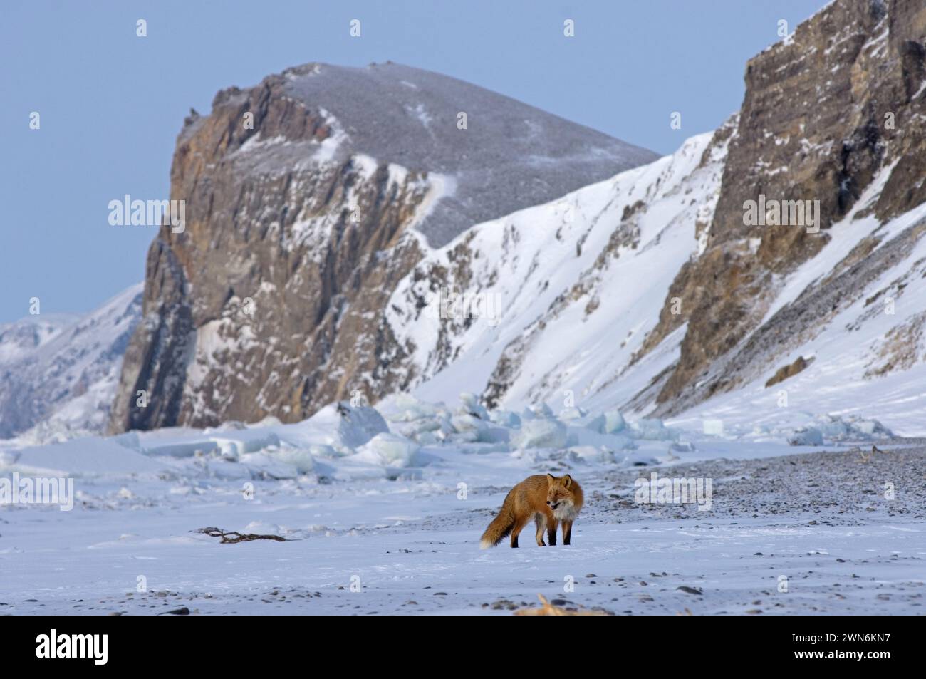 Cape Lisburne area red fox scavenging on walrus western corner of the ...