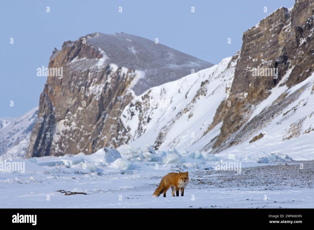 Cape Lisburne area red fox scavenging on walrus western corner of the ...