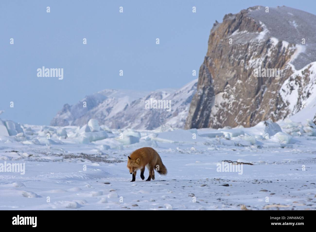 Cape Lisburne area red fox scavenging on walrus western corner of the ...