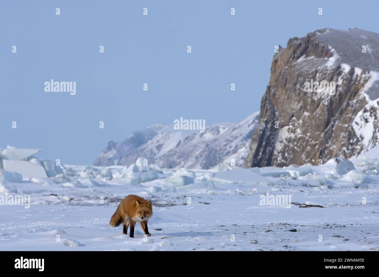 Cape Lisburne area red fox scavenging on walrus western corner of the ...