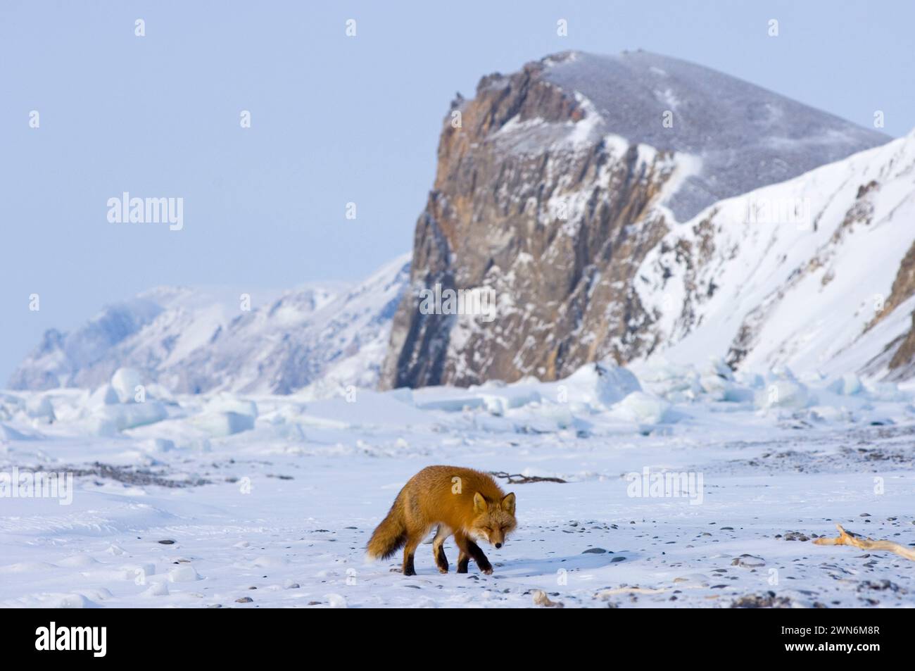 Cape Lisburne area red fox scavenging on walrus western corner of the ...