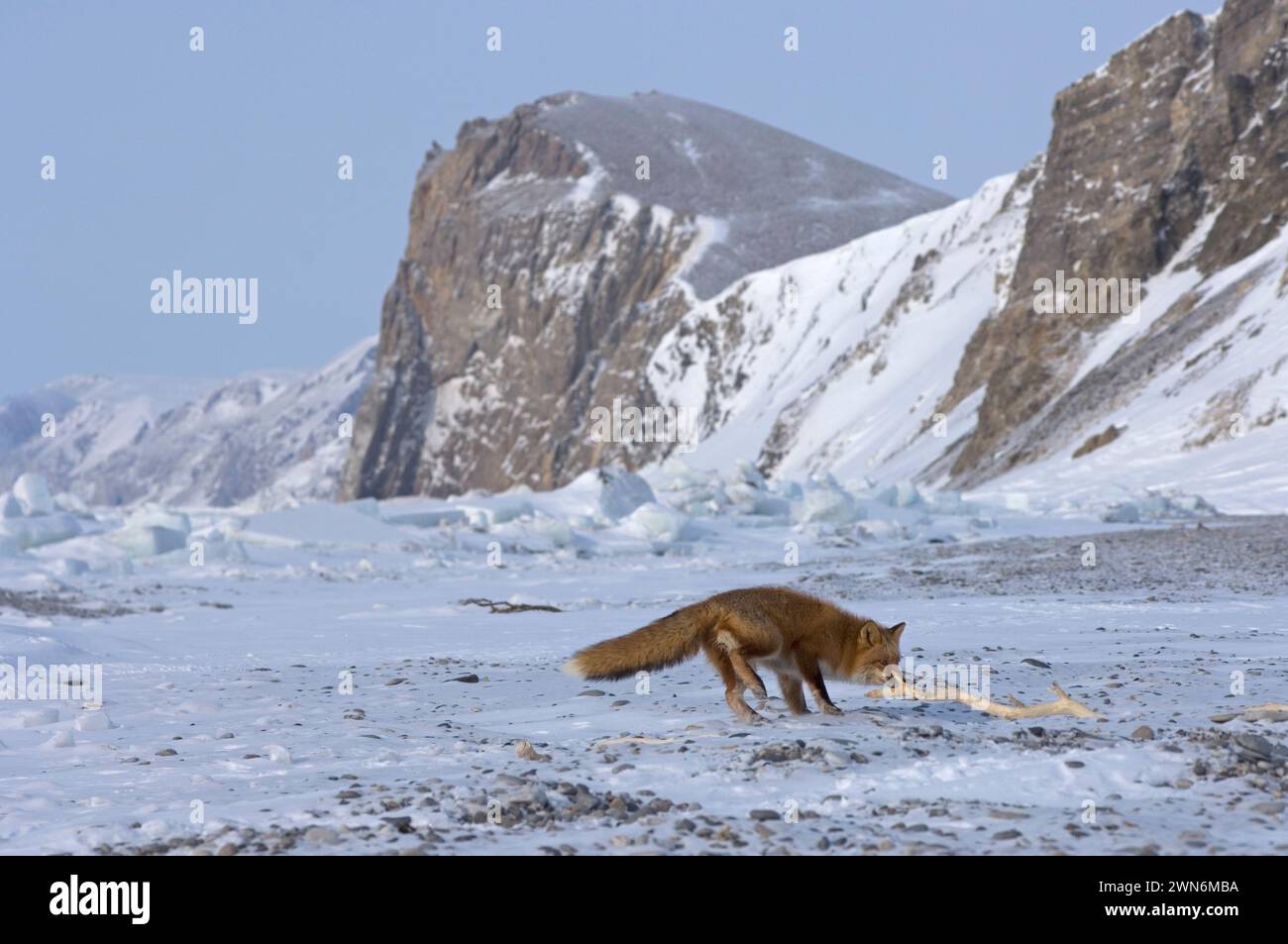 Cape Lisburne area red fox scavenging on walrus western corner of the ...