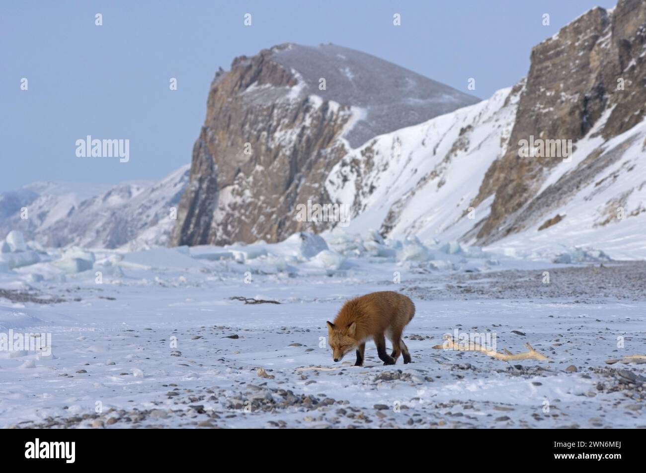 Cape Lisburne area red fox scavenging on walrus western corner of the ...