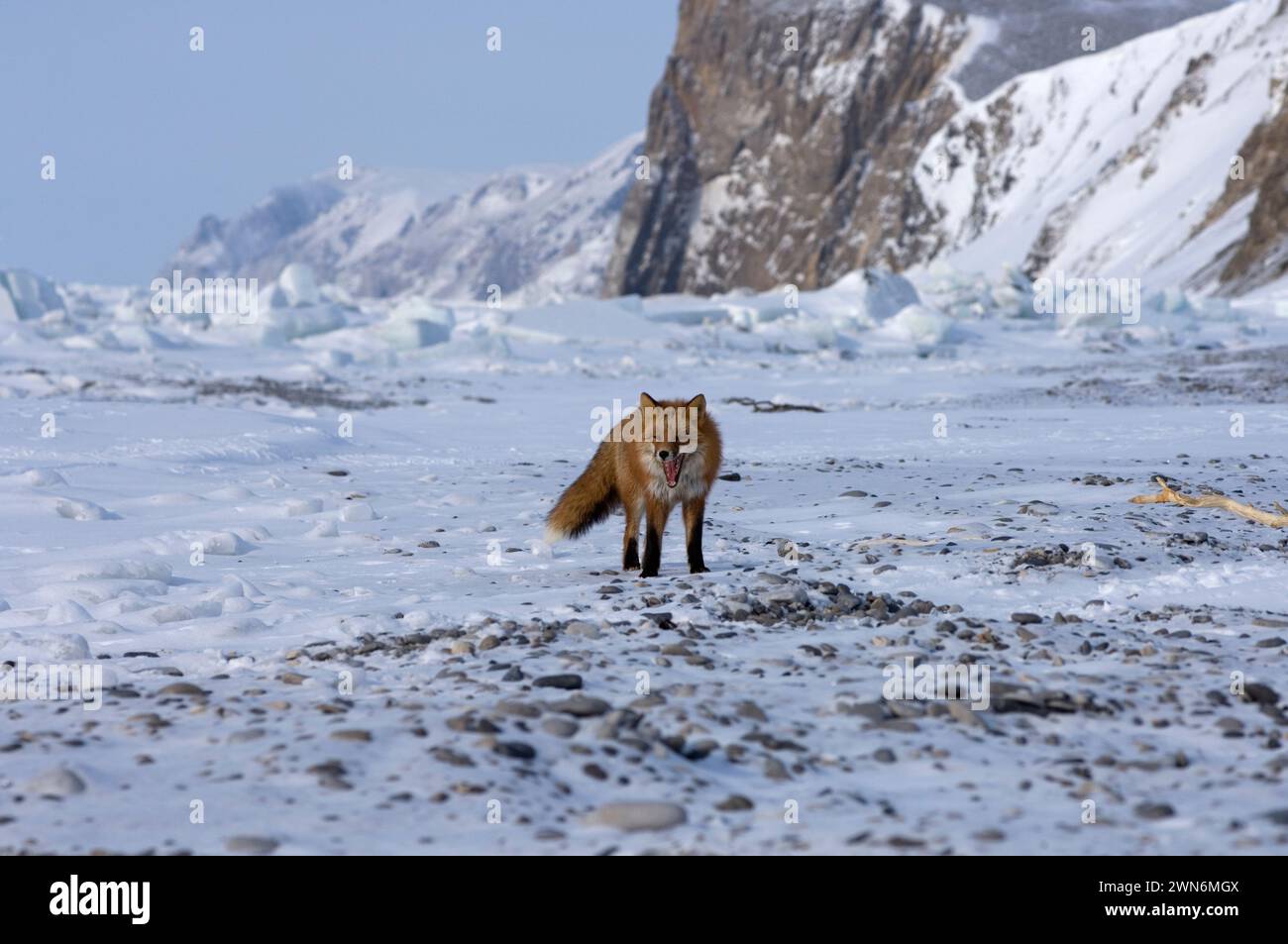 Cape Lisburne area red fox scavenging on walrus western corner of the ...