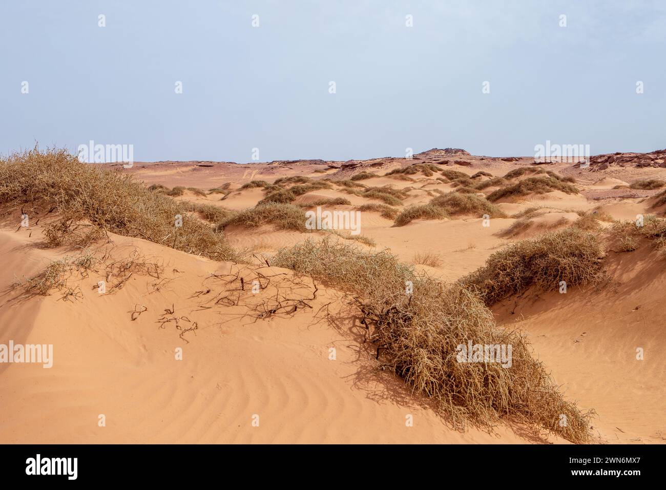 Timimoun Palmeai palms trees in the Algerian Desert Sahara Algeria ...