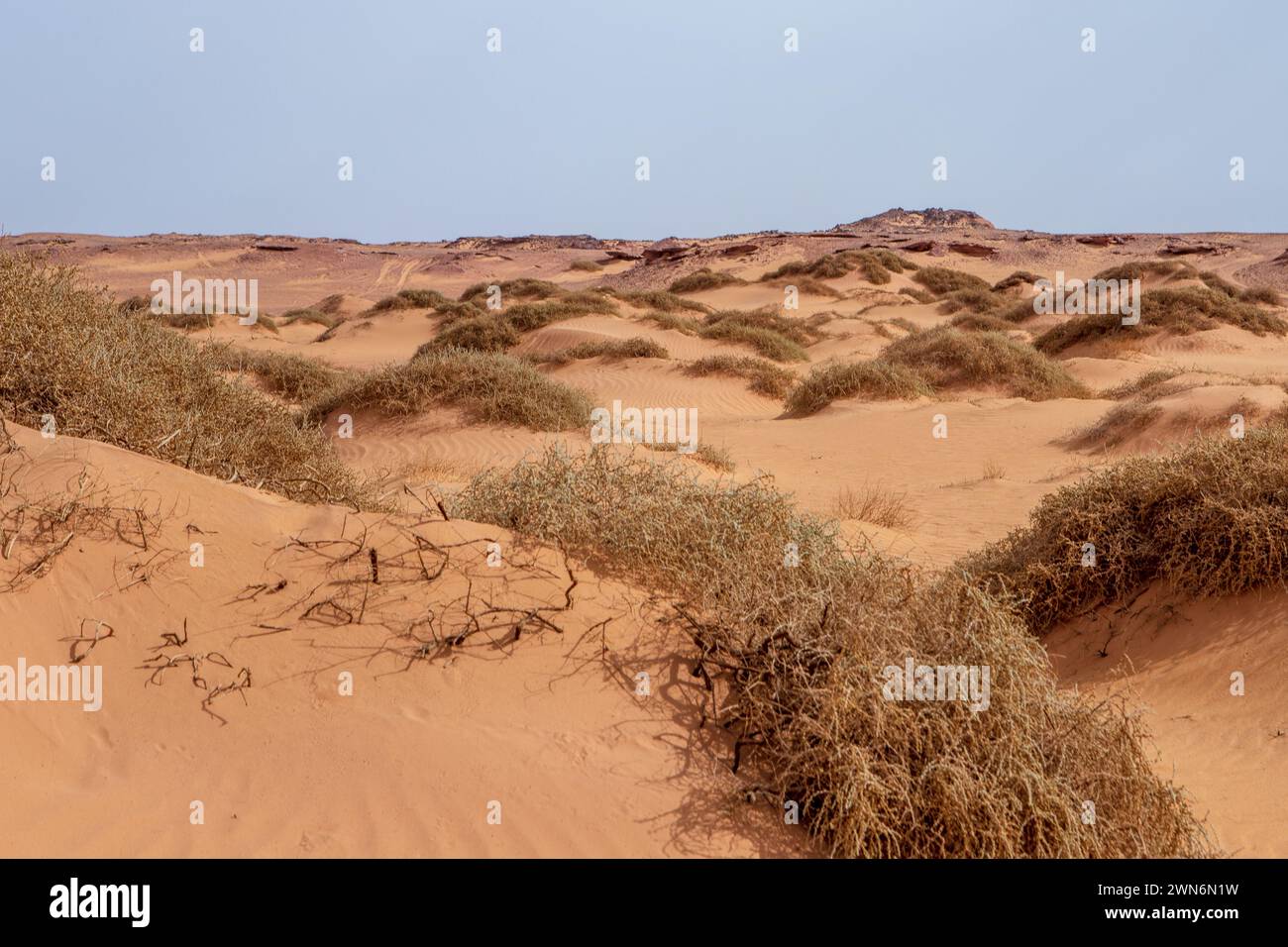 Timimoun Palmeai palms trees in the Algerian Desert Sahara Algeria ...