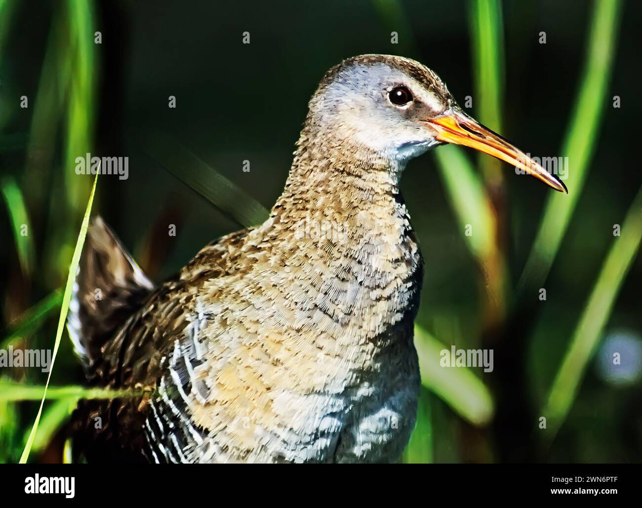 Clapper rail hi-res stock photography and images - Alamy