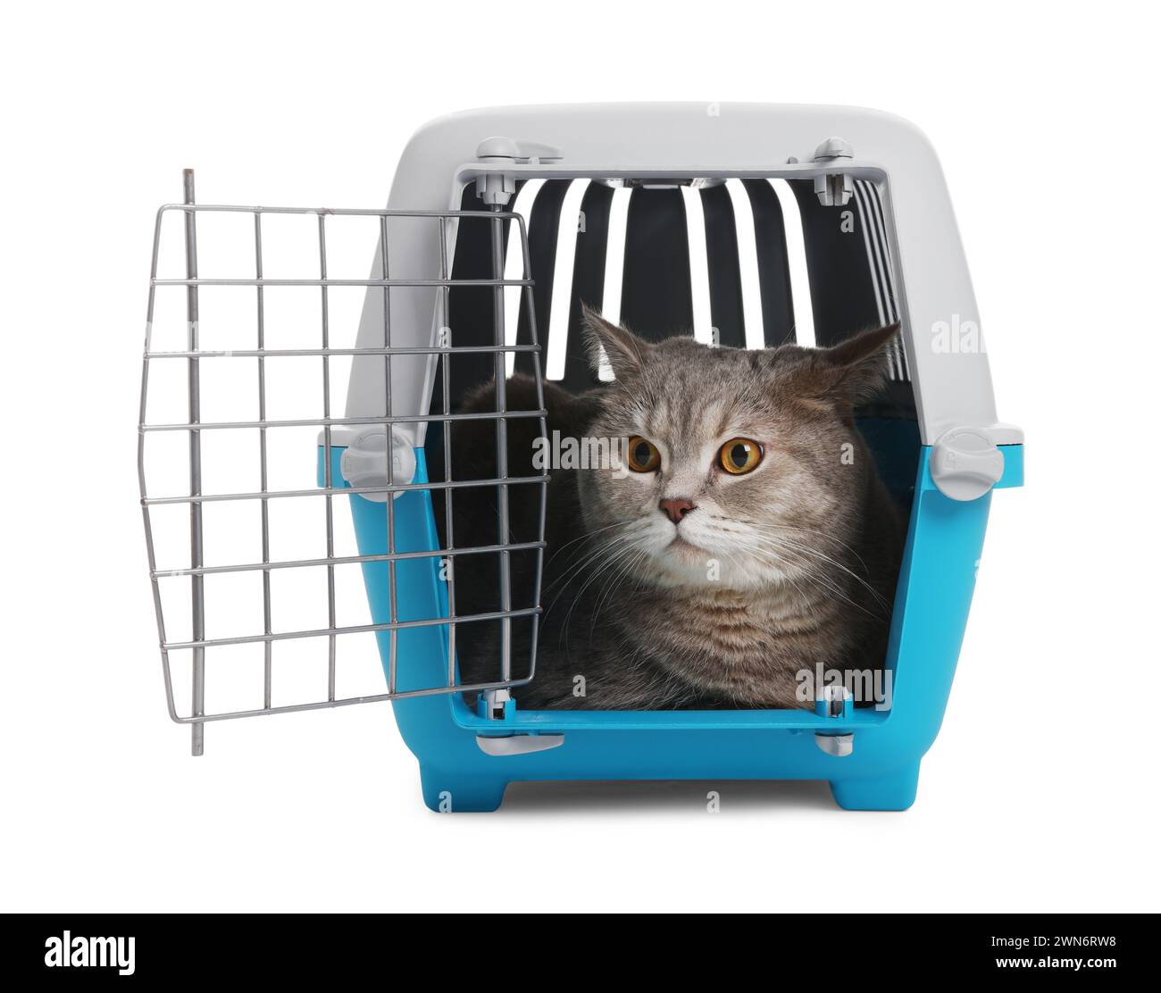 Cute cat cage veterinary Cut Out Stock Images & Pictures - Alamy