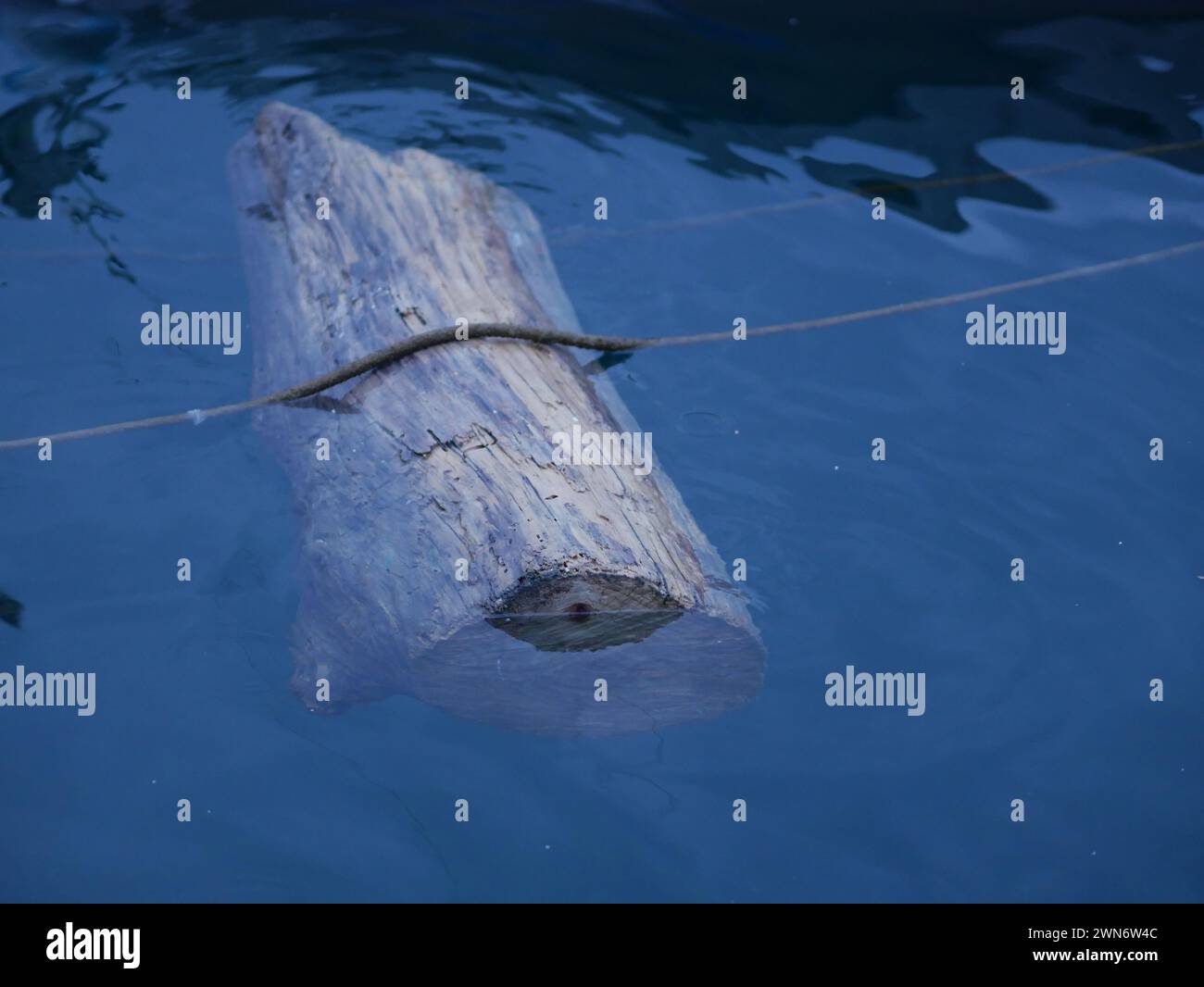 A log floats in the sea. An old wood-eaten log floats near the rope ...