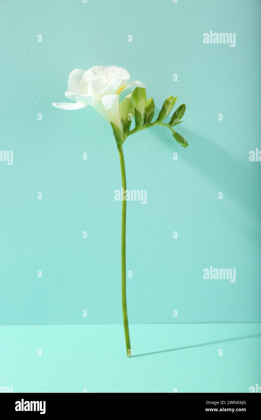 Beautiful white freesia flower hi-res stock photography and images - Alamy