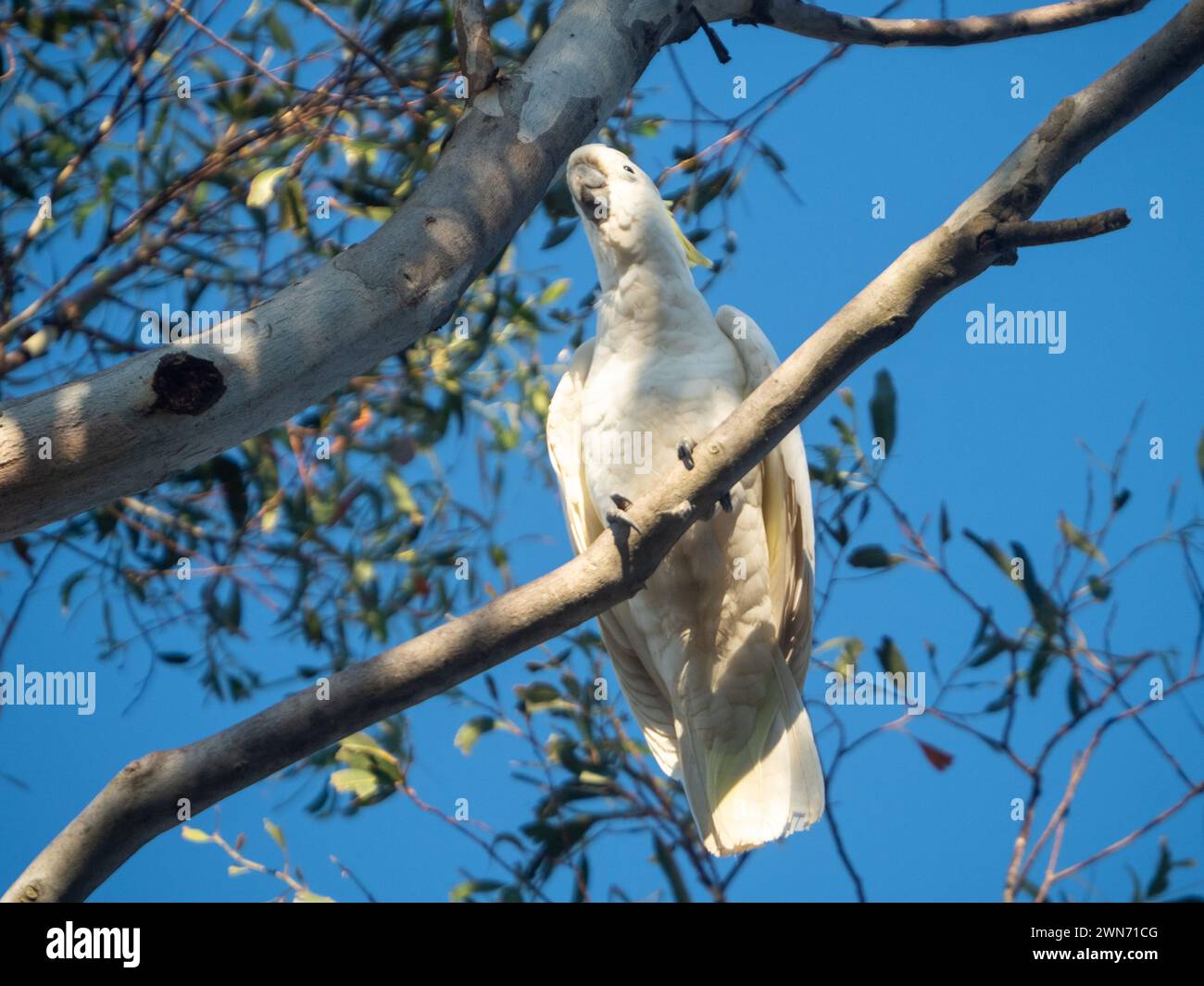 Sulphur Crested cockatoo, Australian native bird, in a gum tree in the ...