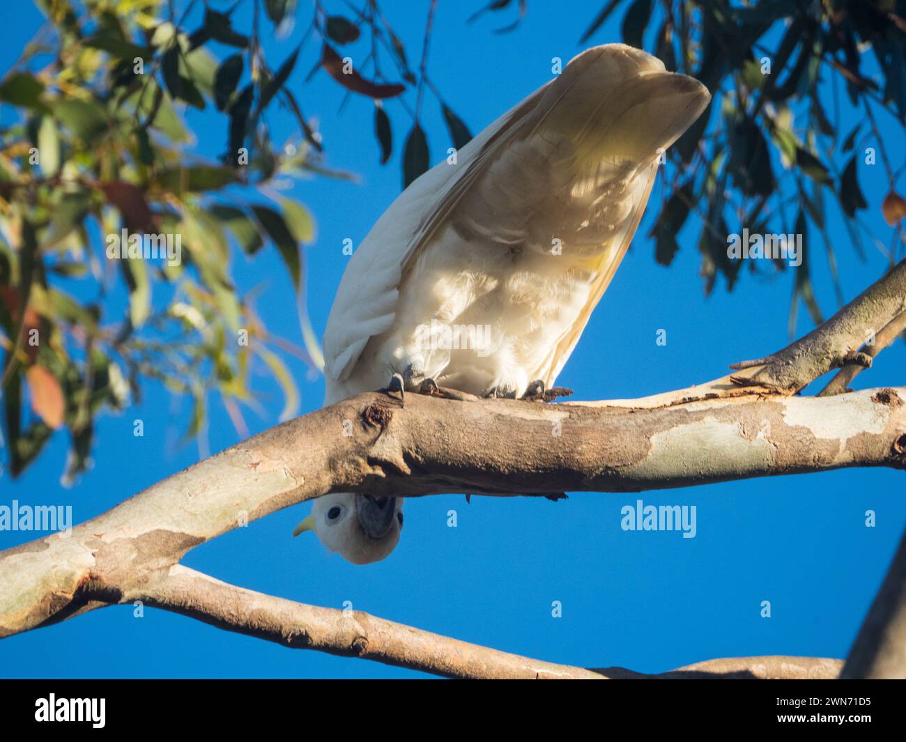 Feathered friend on bush hi-res stock photography and images - Alamy