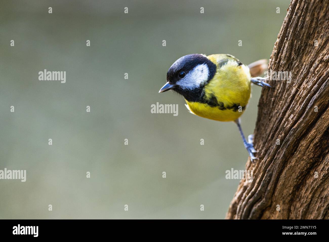 Great Tit, Parus major, bird in forest at winter sun Stock Photo - Alamy