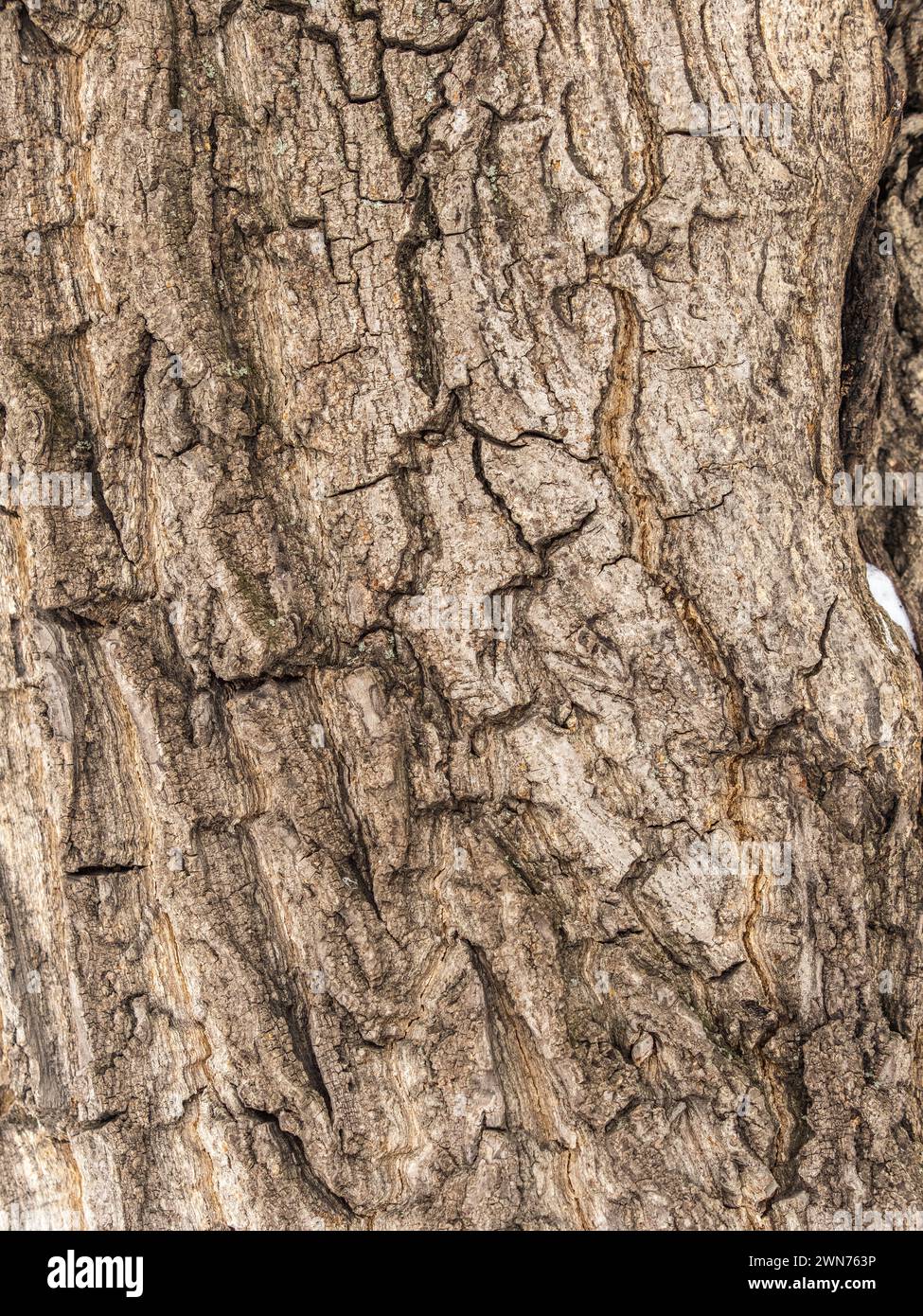 The texture of the bark of an old willow. Detailed bark texture ...