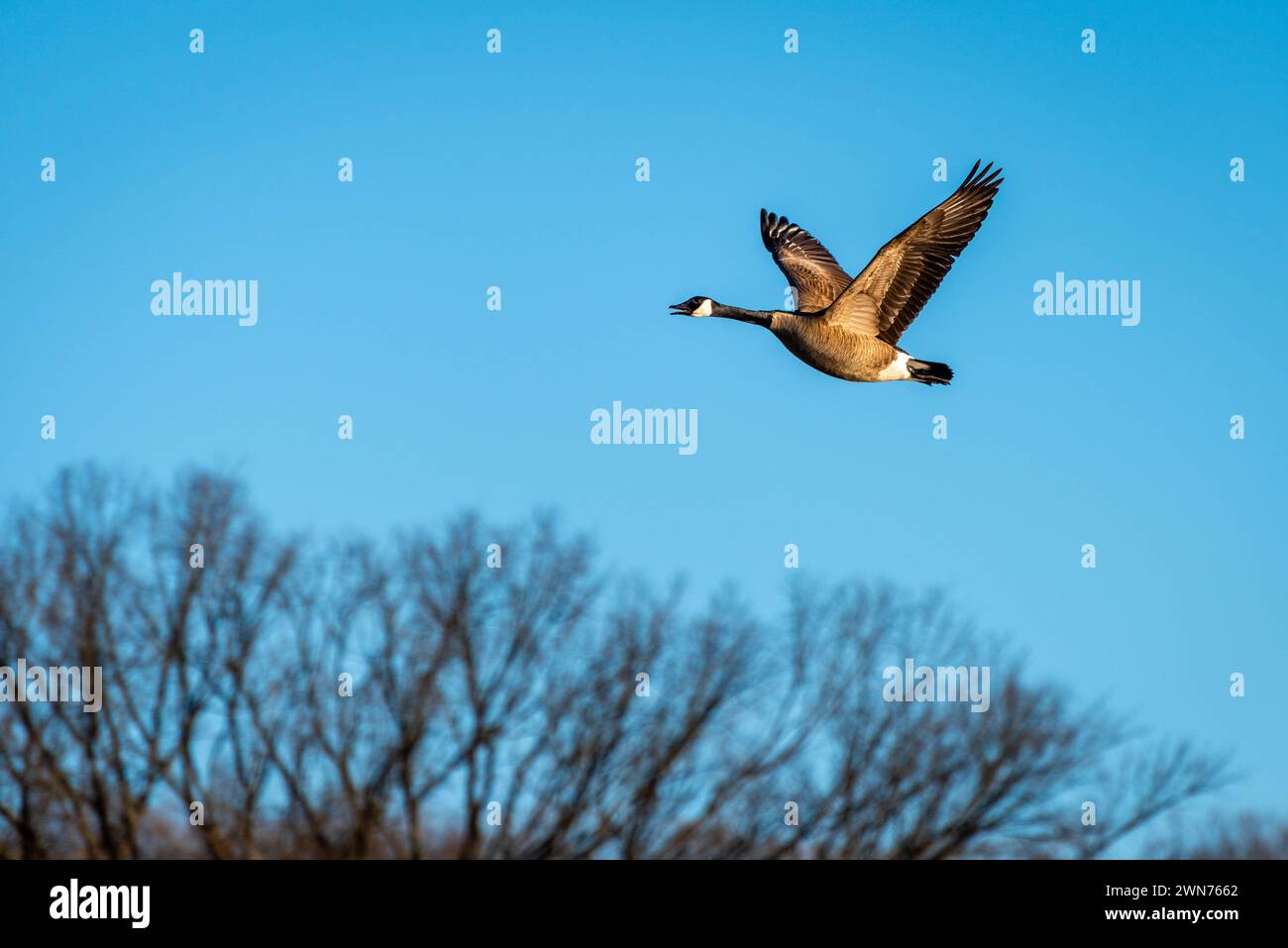 Chin strap goose hi-res stock photography and images - Alamy