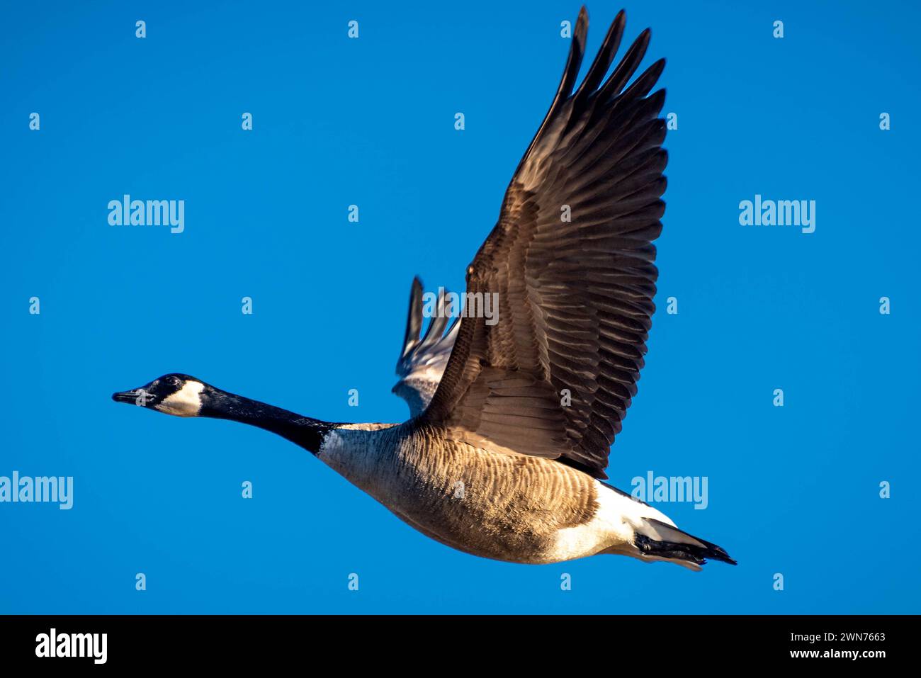 Canadian Goose in Flight Stock Photo - Alamy