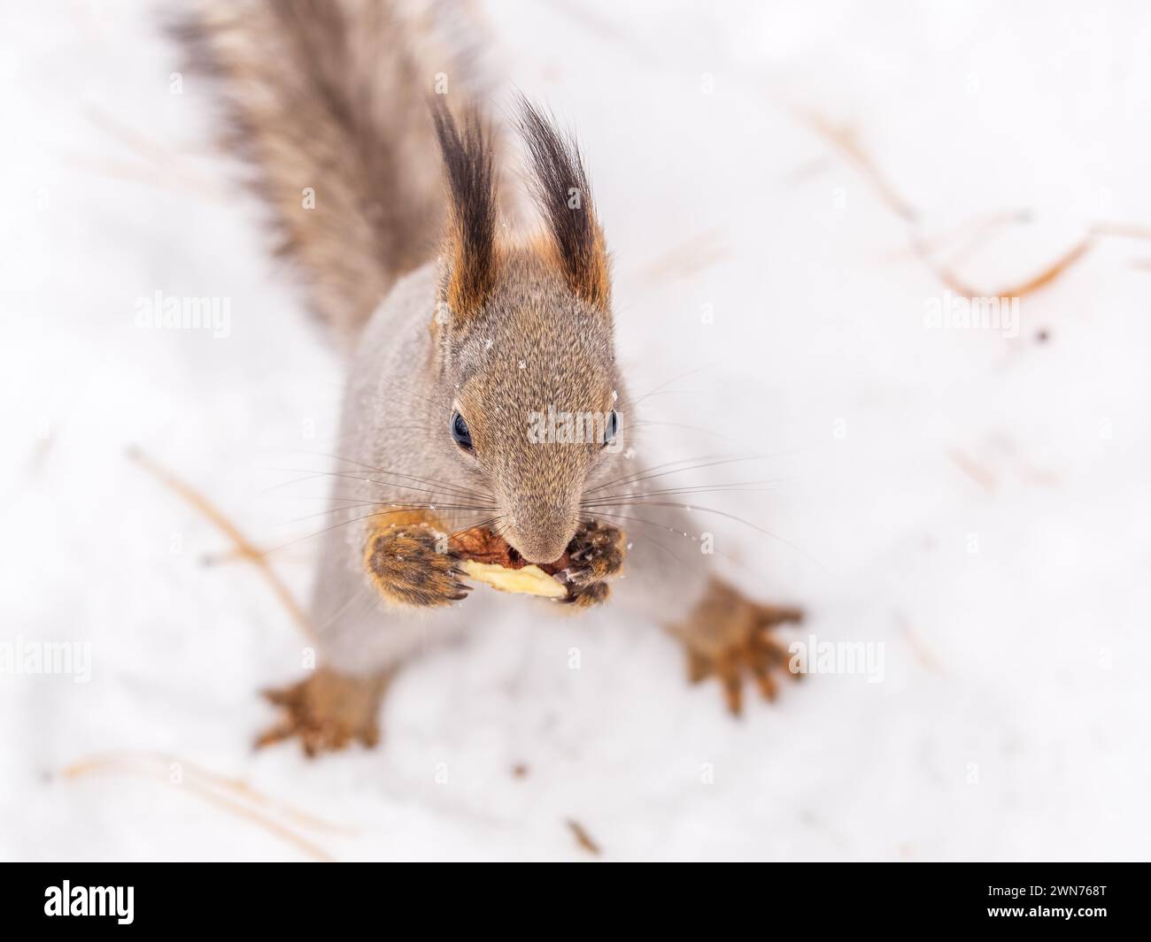 Portrait of a squirrel in winter on white snow background. Eurasian red ...