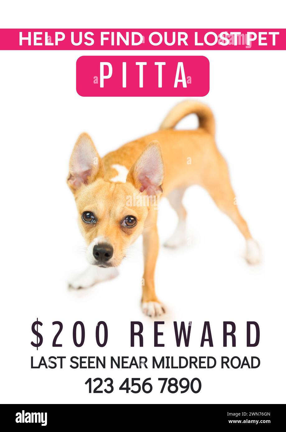 Composition of help us find our lost pet pitta text over dog on white ...