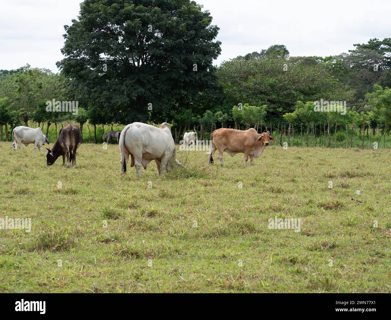 Pastures in panama hi-res stock photography and images - Alamy