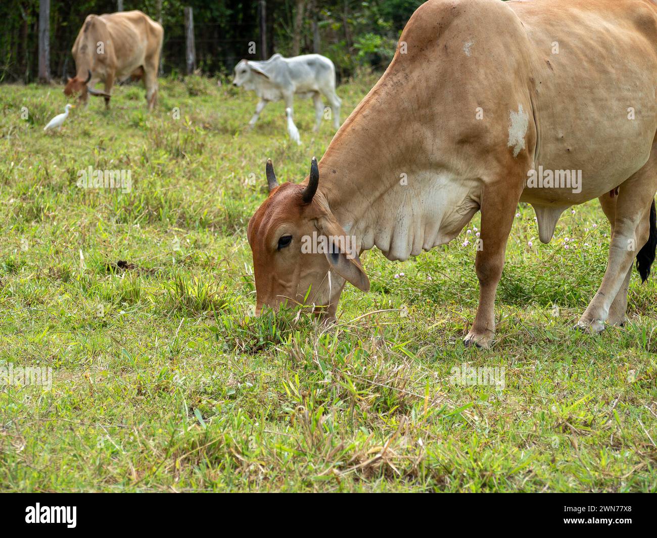 Pastures in panama hi-res stock photography and images - Alamy