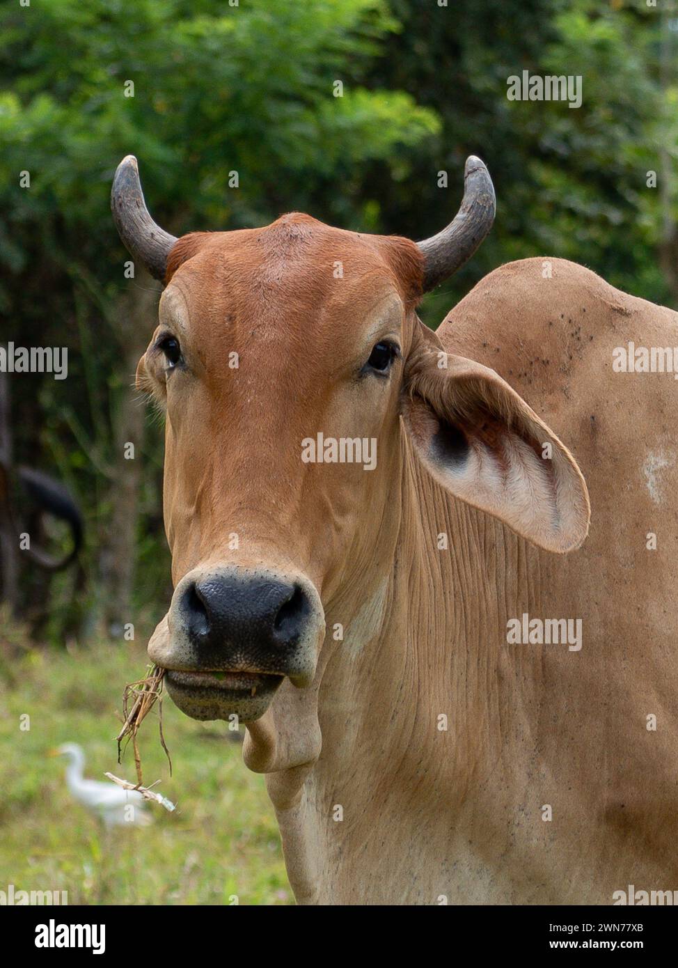 Pastures in panama hi-res stock photography and images - Alamy