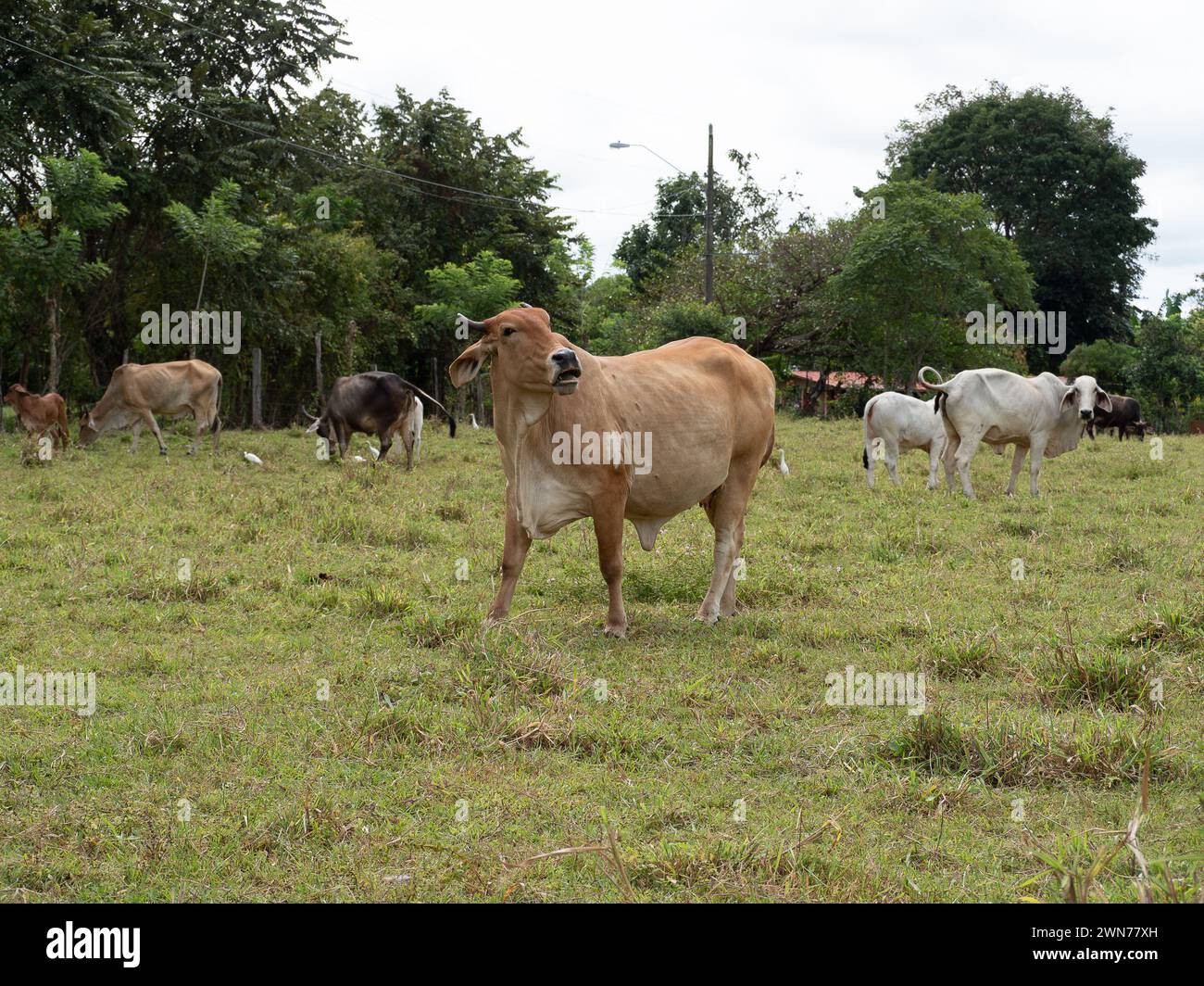 Pastures in panama hi-res stock photography and images - Alamy