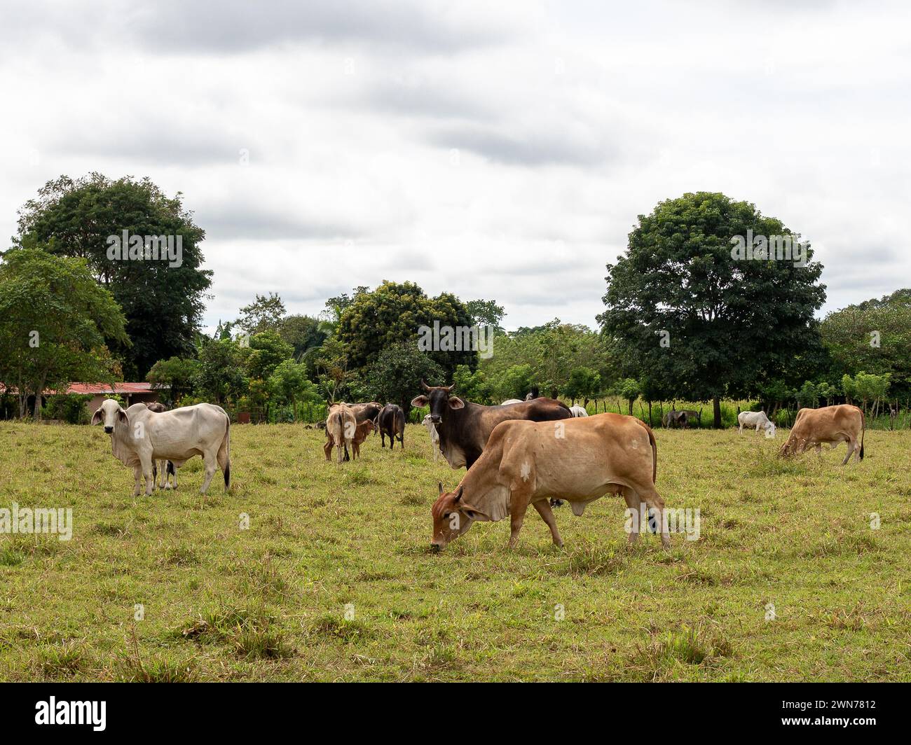 Cows in open pastures in Panama Stock Photo - Alamy