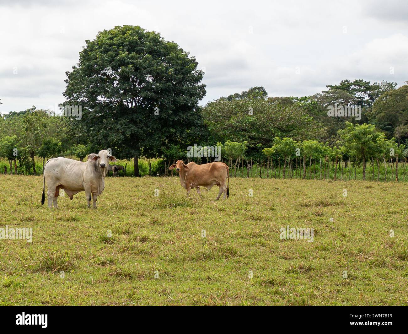 Pastures in panama hi-res stock photography and images - Alamy