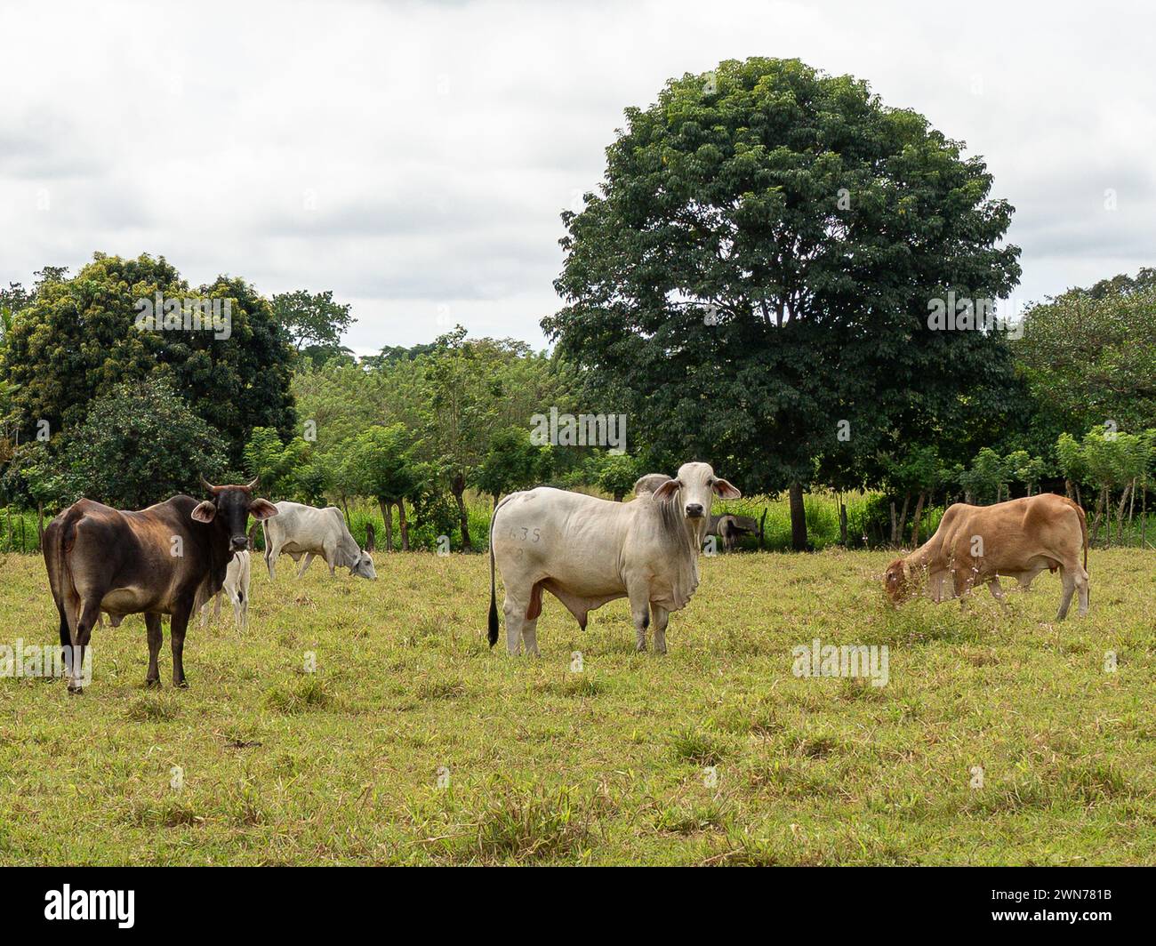 Pastures in panama hi-res stock photography and images - Alamy