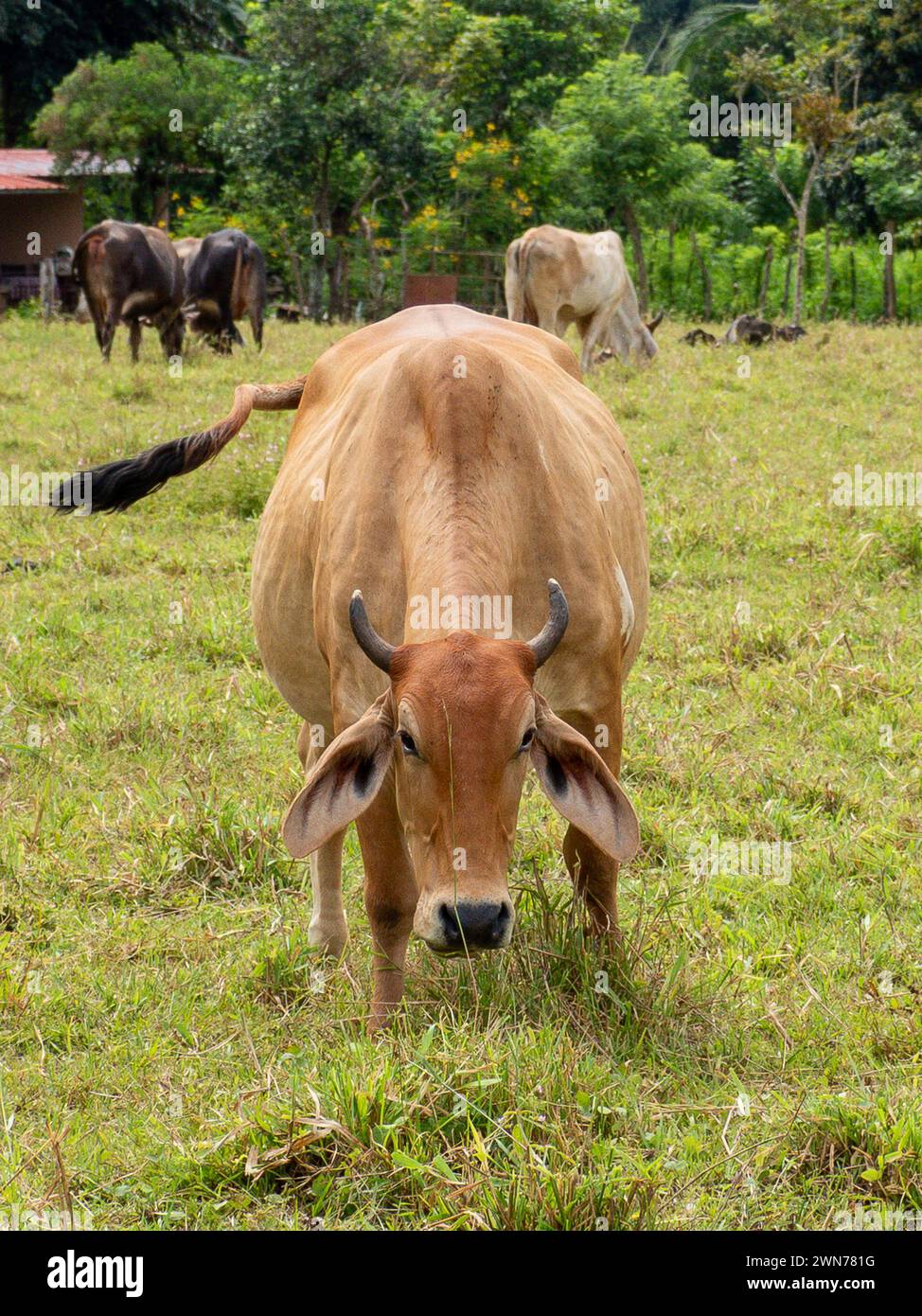 Pastures in panama hi-res stock photography and images - Alamy
