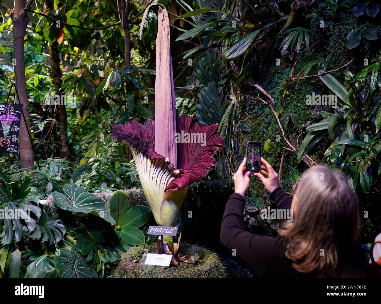 San Francisco, USA. 29th Feb, 2024. People watch a blooming ...