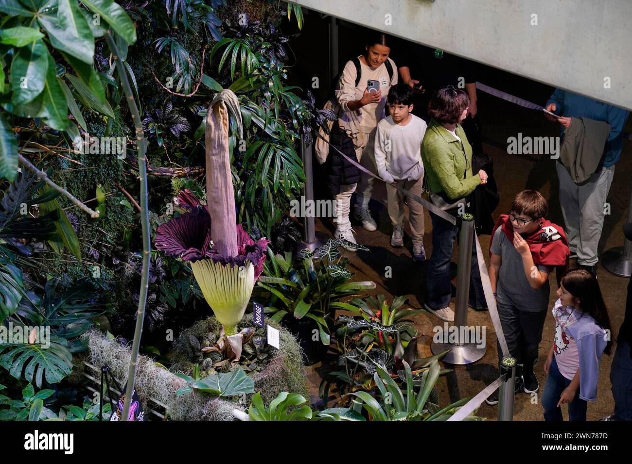 San Francisco, USA. 29th Feb, 2024. People watch a blooming ...