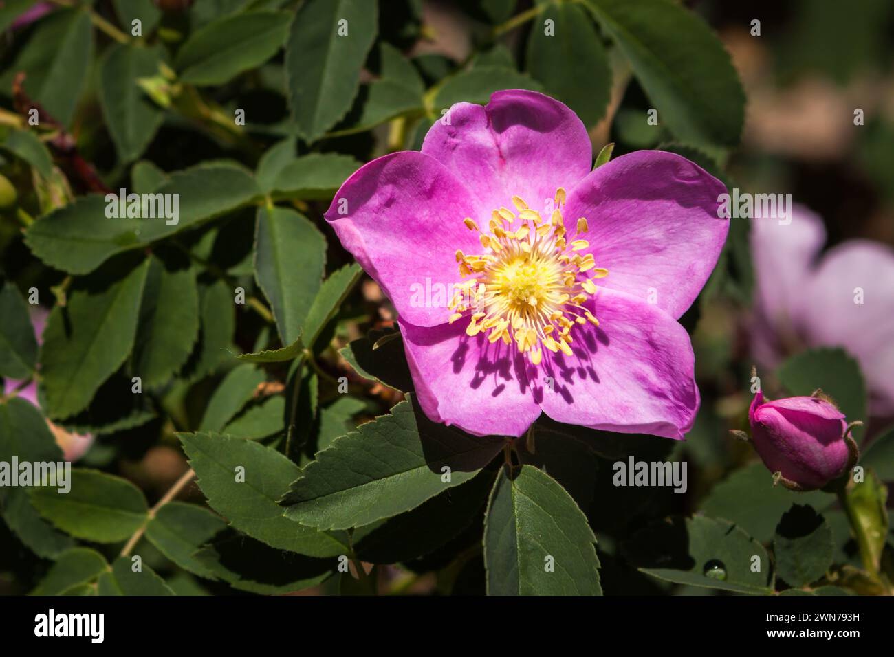 Common wild rose (Rosa woodsii) or Woods' rose blossom and bud against ...
