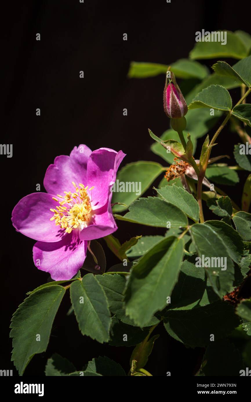Common wild rose (Rosa woodsii) or Woods' rose blossom and bud against ...