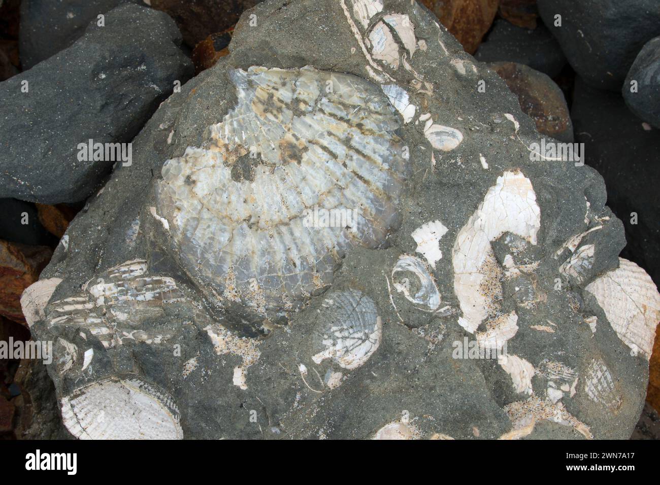 Fossils at Moolack Beach, Newport, Oregon Stock Photo - Alamy
