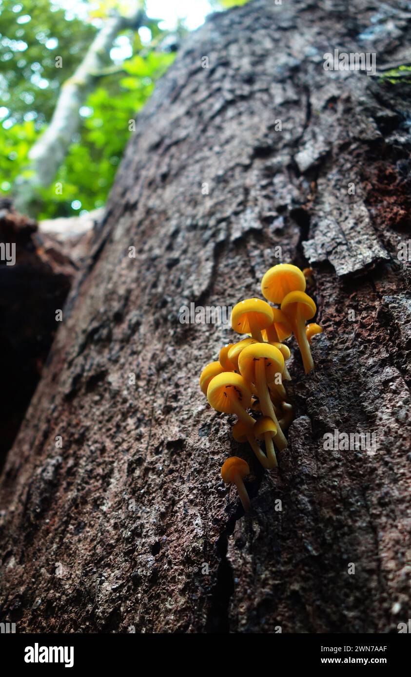 Fungal fruiting bodies on rotten tree trunk, Malanda, Atherton ...